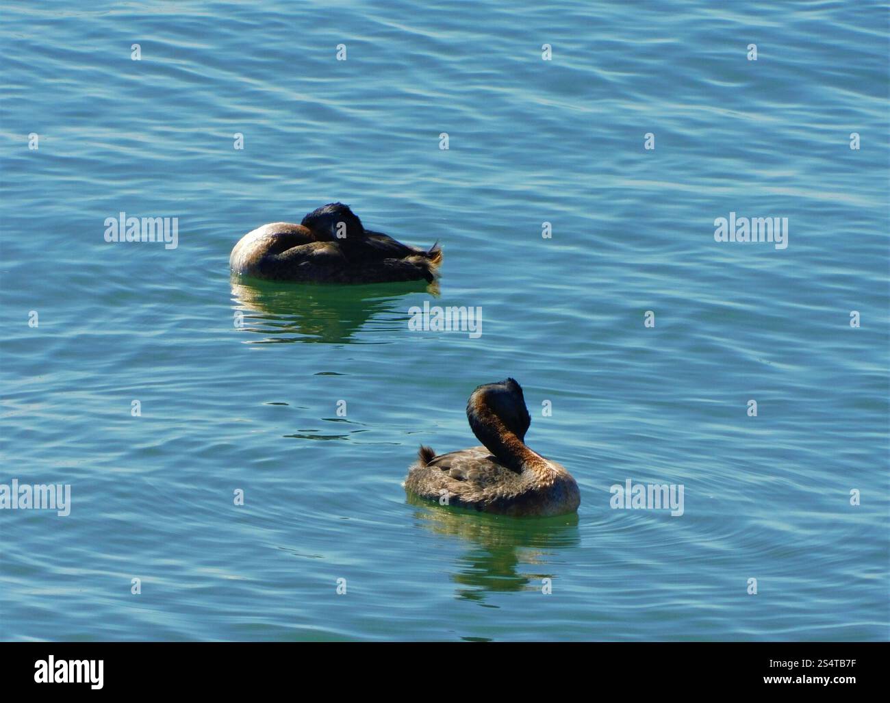 Great Grebe (Podiceps major Stock Photo - Alamy