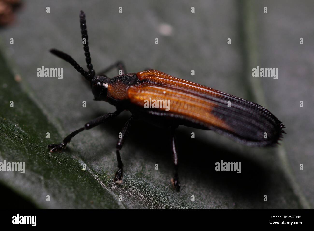 Tortoise and Hispine Beetles (Cassidinae Stock Photo - Alamy