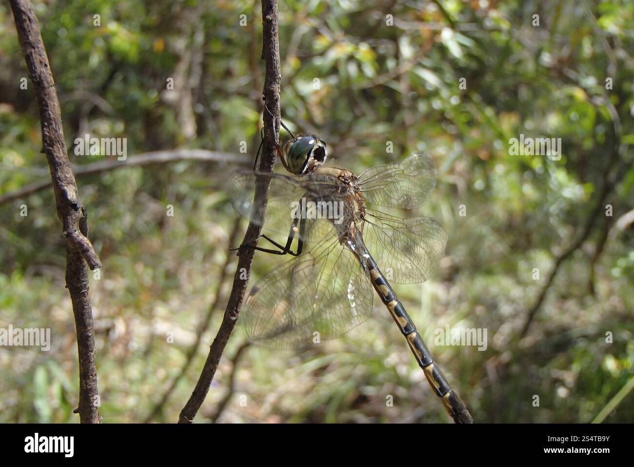 Australian Emerald Dragonfly (Hemicordulia australiae Stock Photo - Alamy
