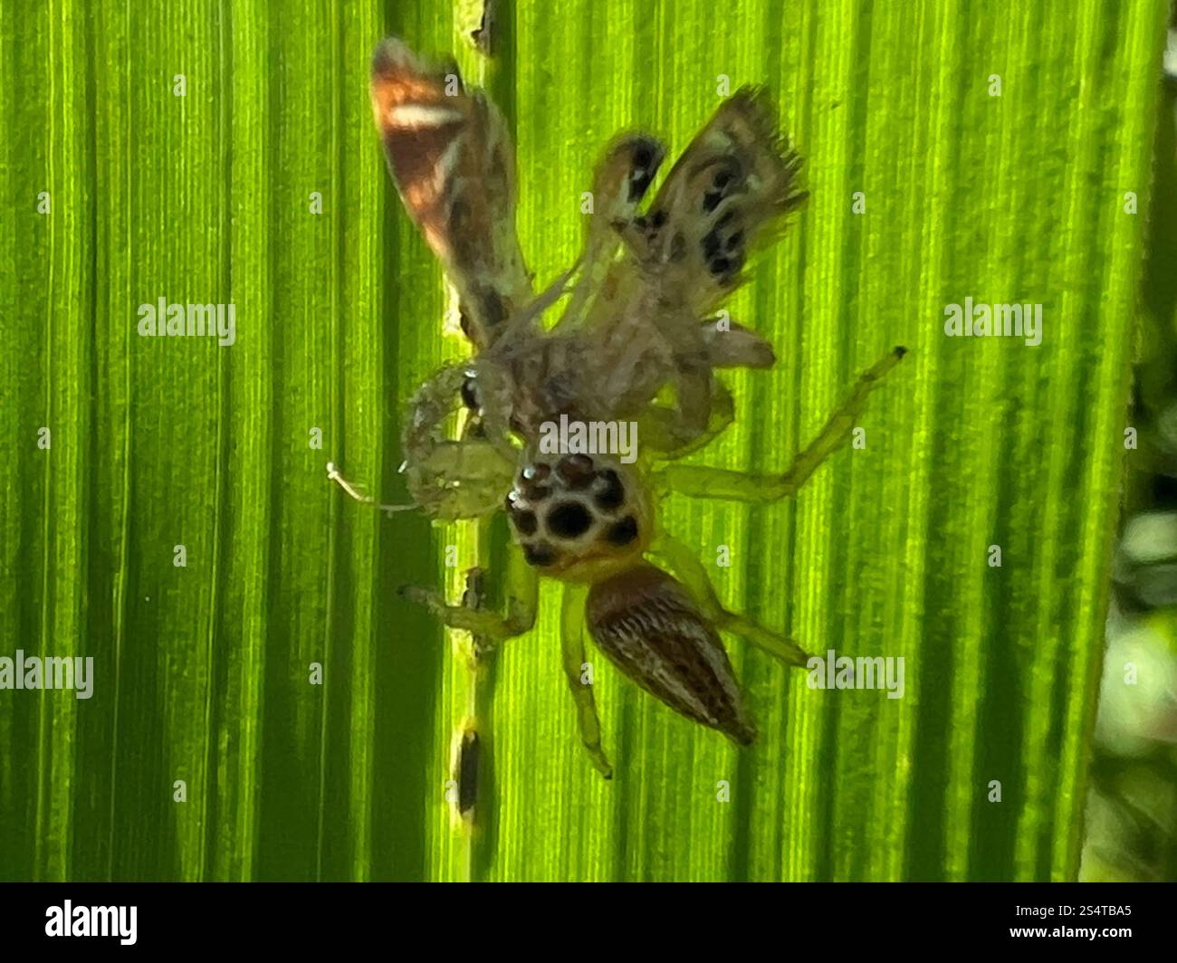 Sylvan Jumping Spider (Colonus sylvanus Stock Photo - Alamy