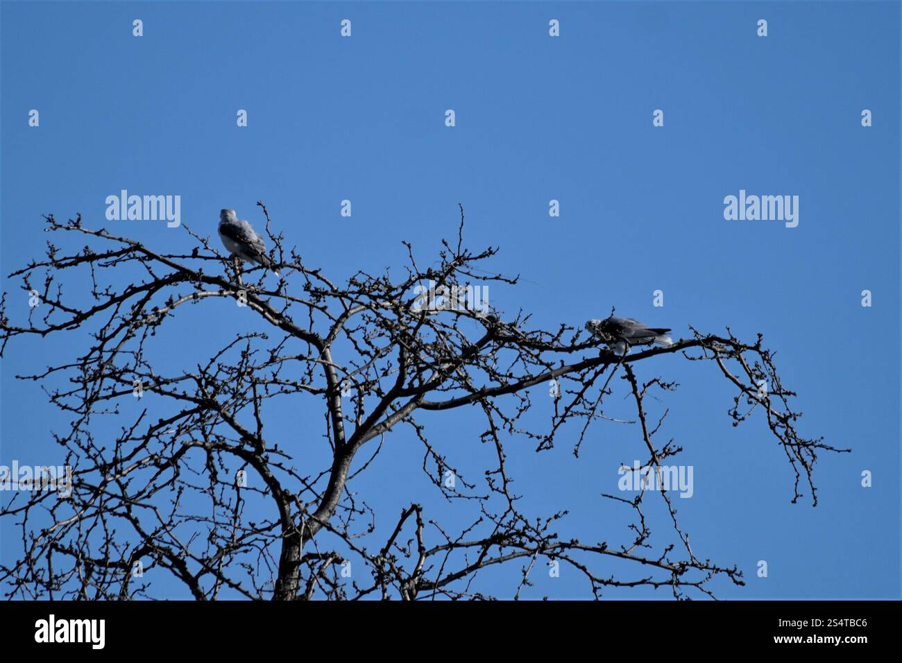 White-tailed Kite (Elanus leucurus Stock Photo - Alamy