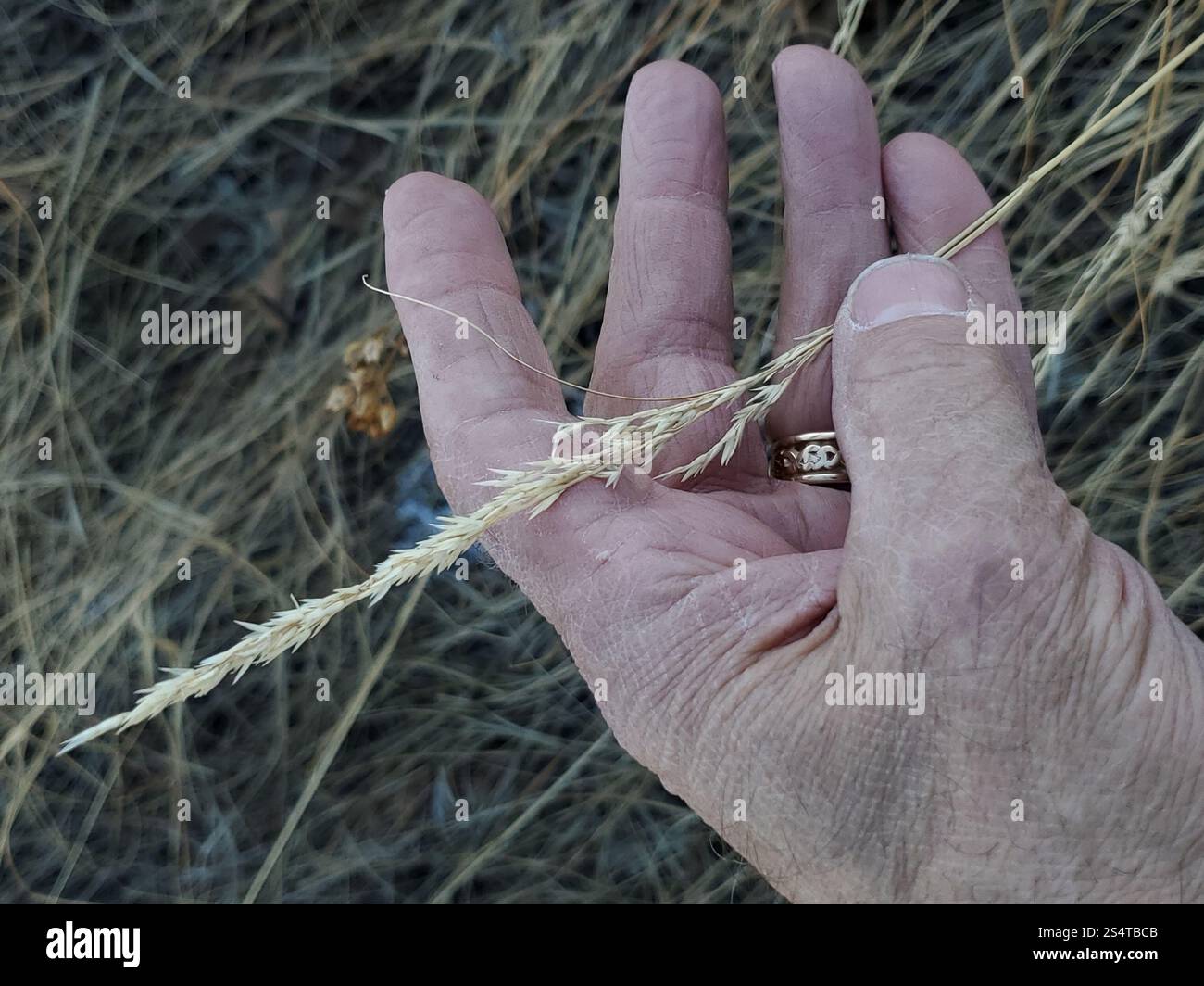Sand Reedgrass (Sporobolus rigidus Stock Photo - Alamy