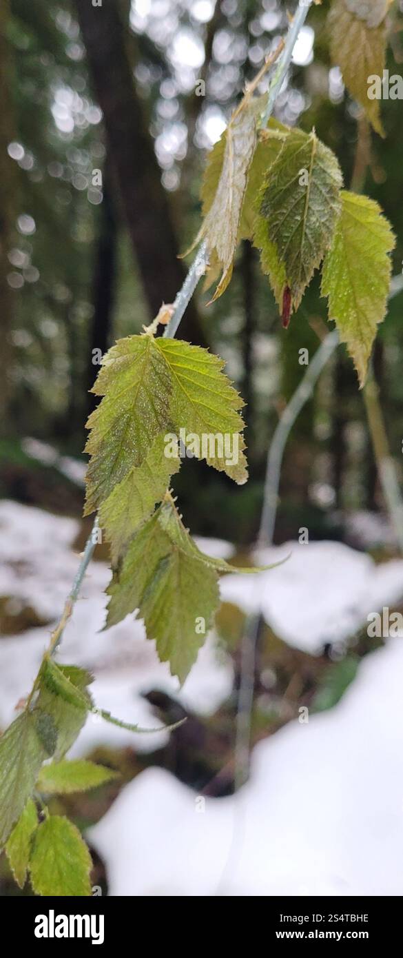 whitebark raspberry (Rubus leucodermis Stock Photo - Alamy