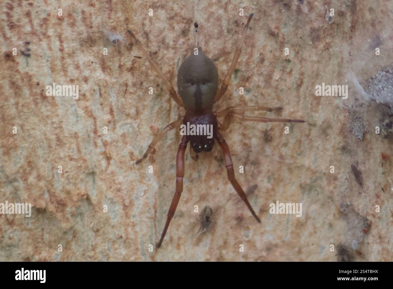 Bull-headed sac spider (Trachelas pacificus Stock Photo - Alamy
