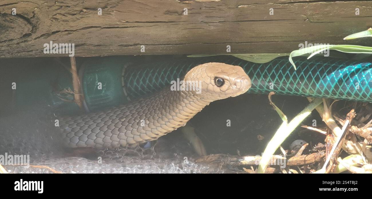 Eastern Brown Snake (Pseudonaja textilis Stock Photo - Alamy