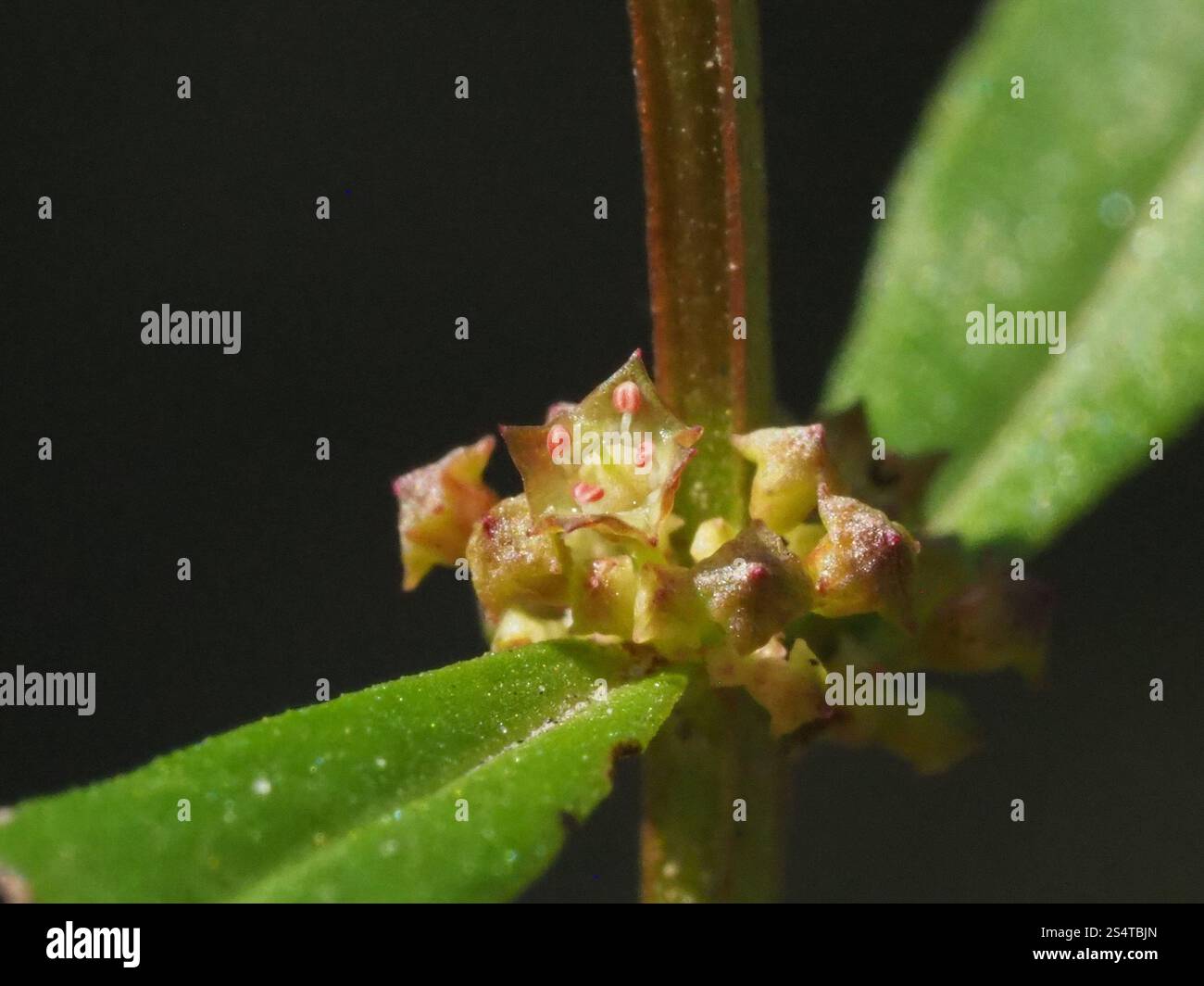 monarch redstem (Ammannia baccifera Stock Photo - Alamy