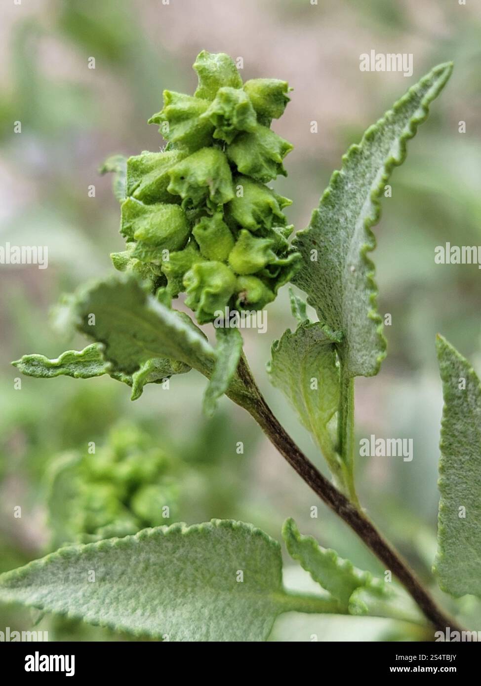 triangle-leaf bursage (Ambrosia deltoidea Stock Photo - Alamy