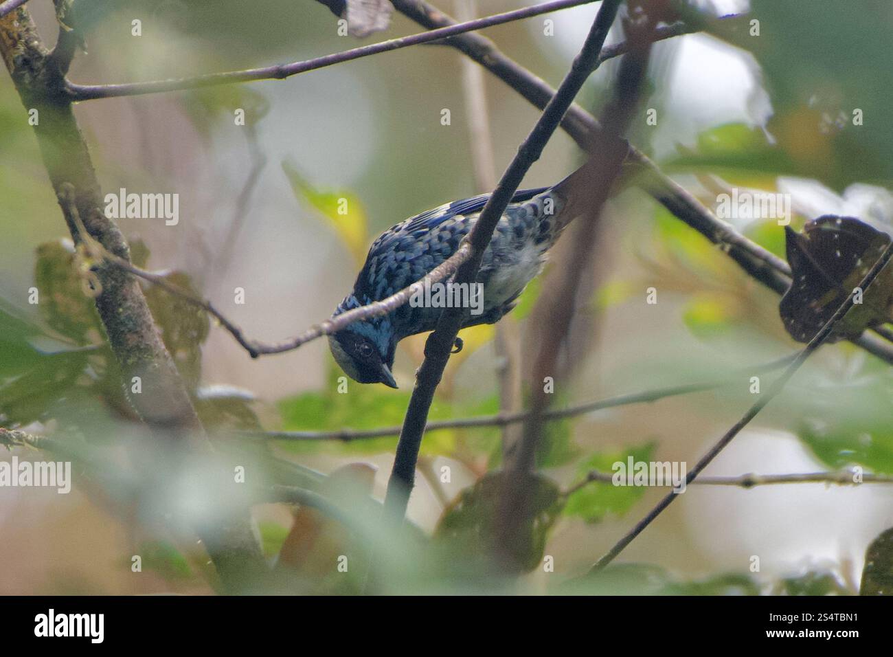 Beryl-spangled Tanager (Tangara nigroviridis Stock Photo - Alamy