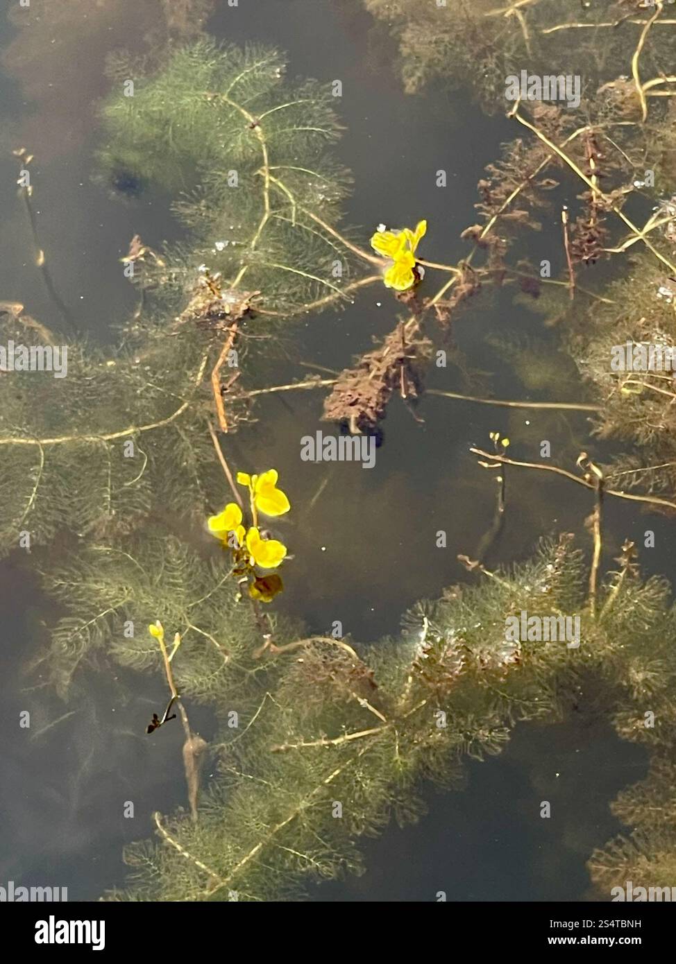 Golden Bladderwort (Utricularia aurea Stock Photo - Alamy