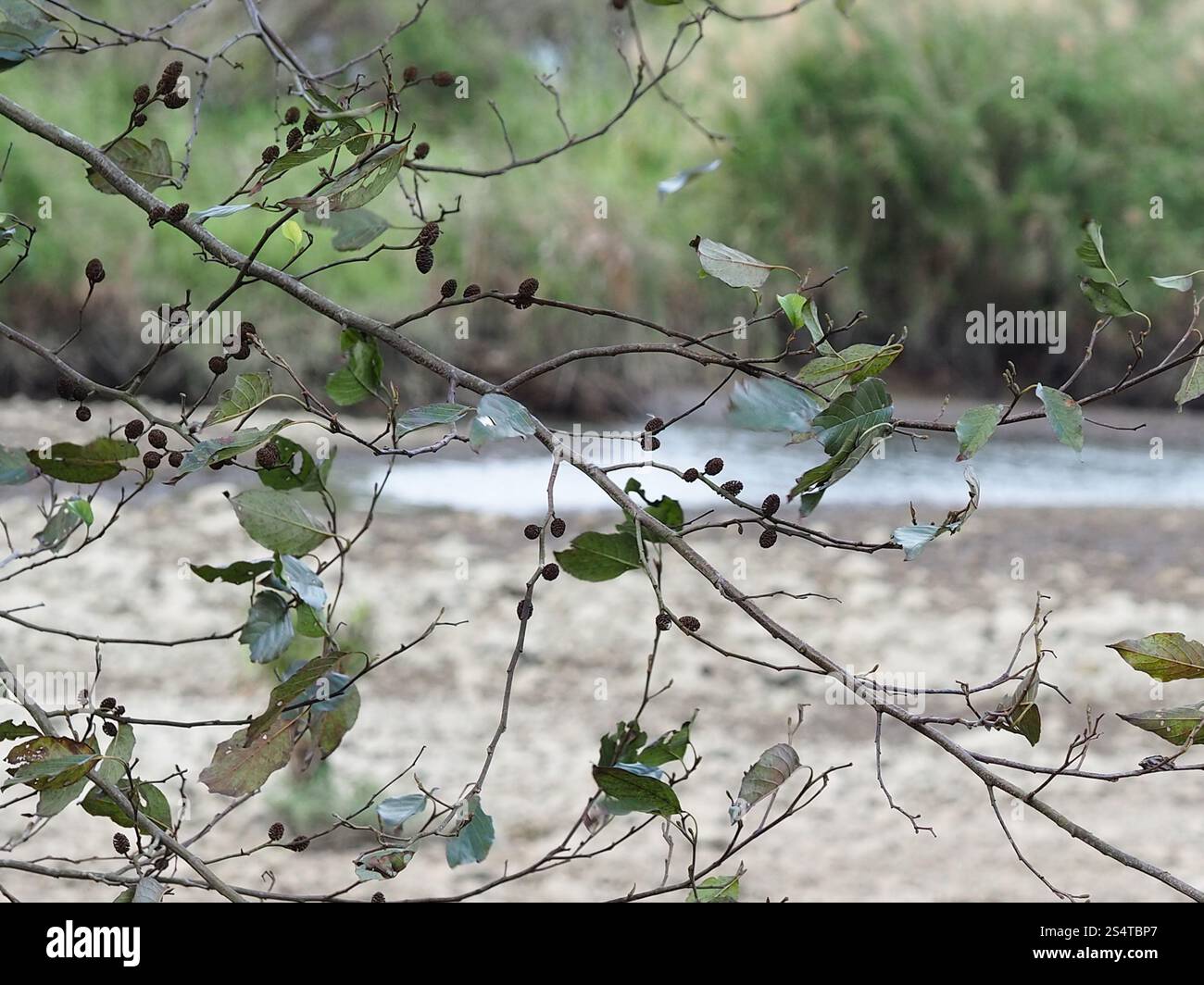 Formosan Alder (Alnus formosana Stock Photo - Alamy