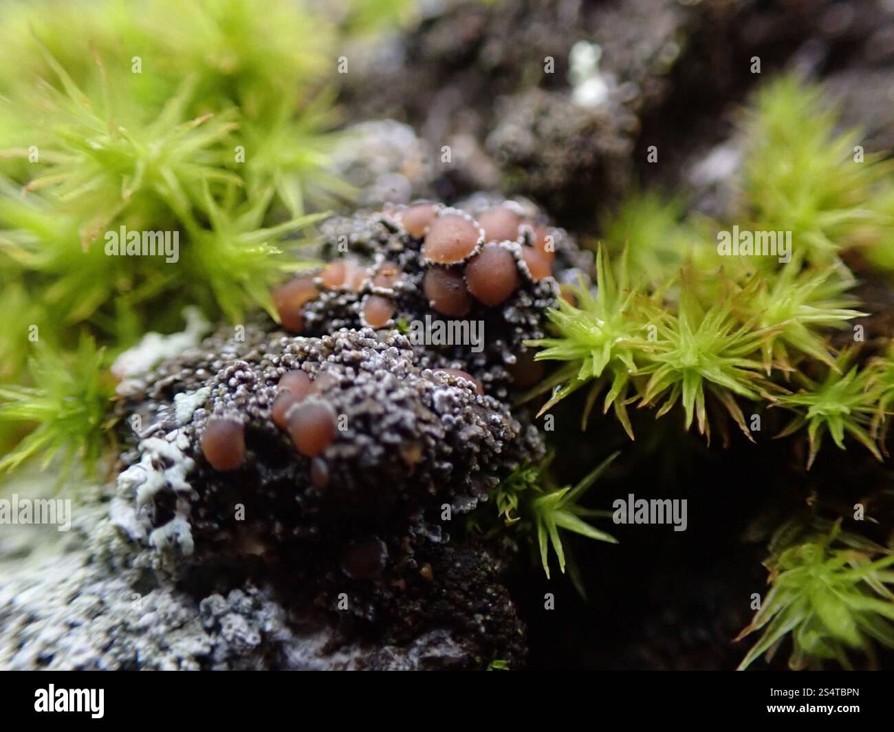 Petaled Shingle Lichen (Fuscopannaria leucostictoides Stock Photo - Alamy