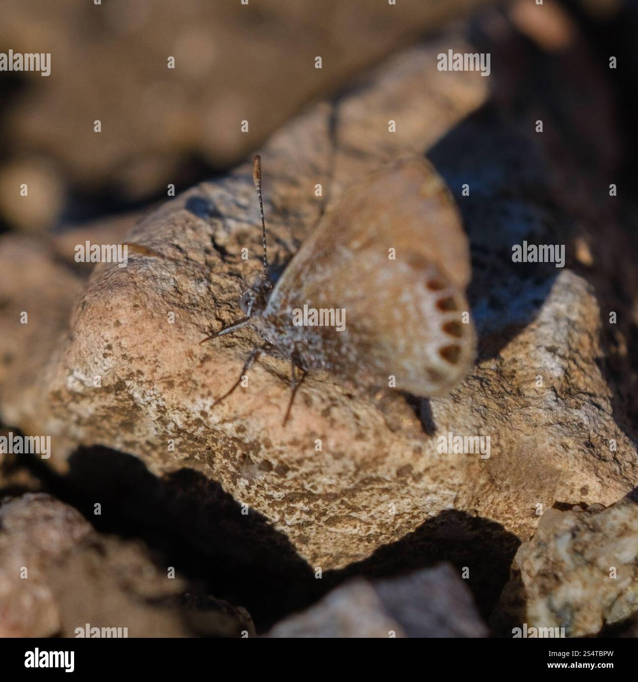 Western Pygmy-Blue (Brephidium exilis Stock Photo - Alamy