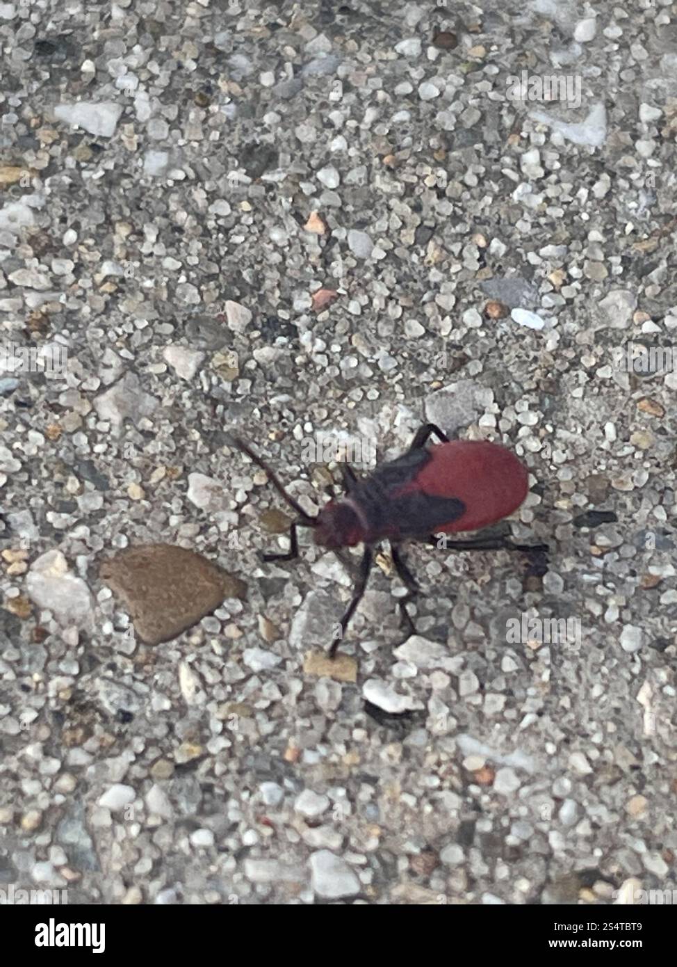 Red-shouldered Bug (Jadera haematoloma Stock Photo - Alamy