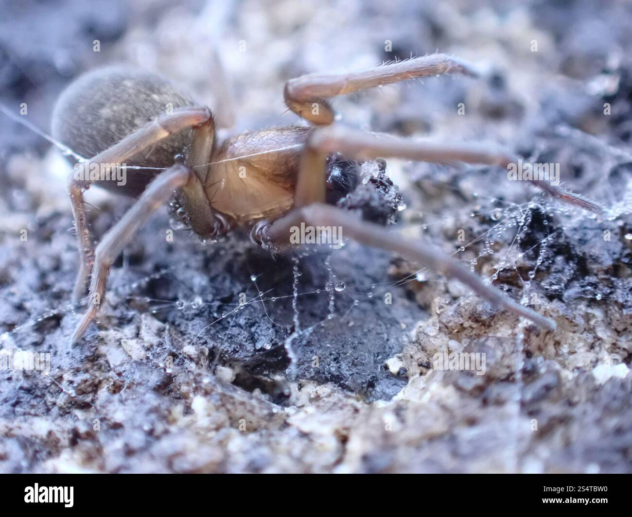 South American Toothed Hacklemesh Weaver (Metaltella simoni Stock Photo ...