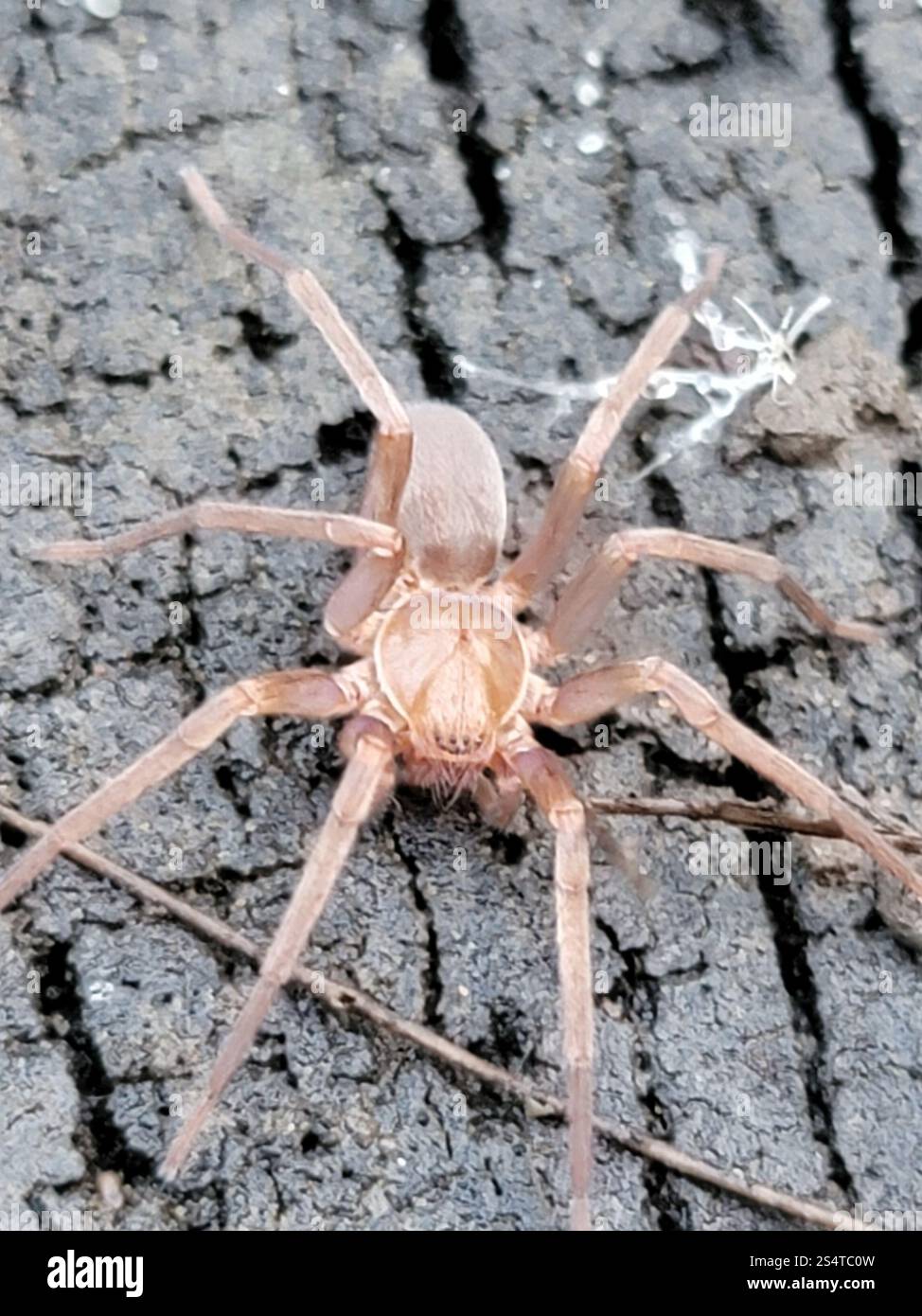 Rocky Canyon Spiders (Titiotus Stock Photo - Alamy