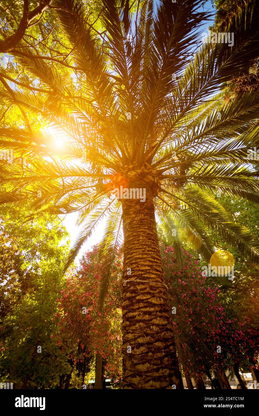 Beautiful view of sun shining through big palm tree Stock Photo - Alamy