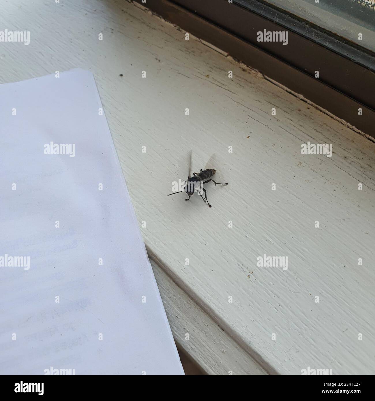 Bees and Apoid Wasps (Apoidea Stock Photo - Alamy