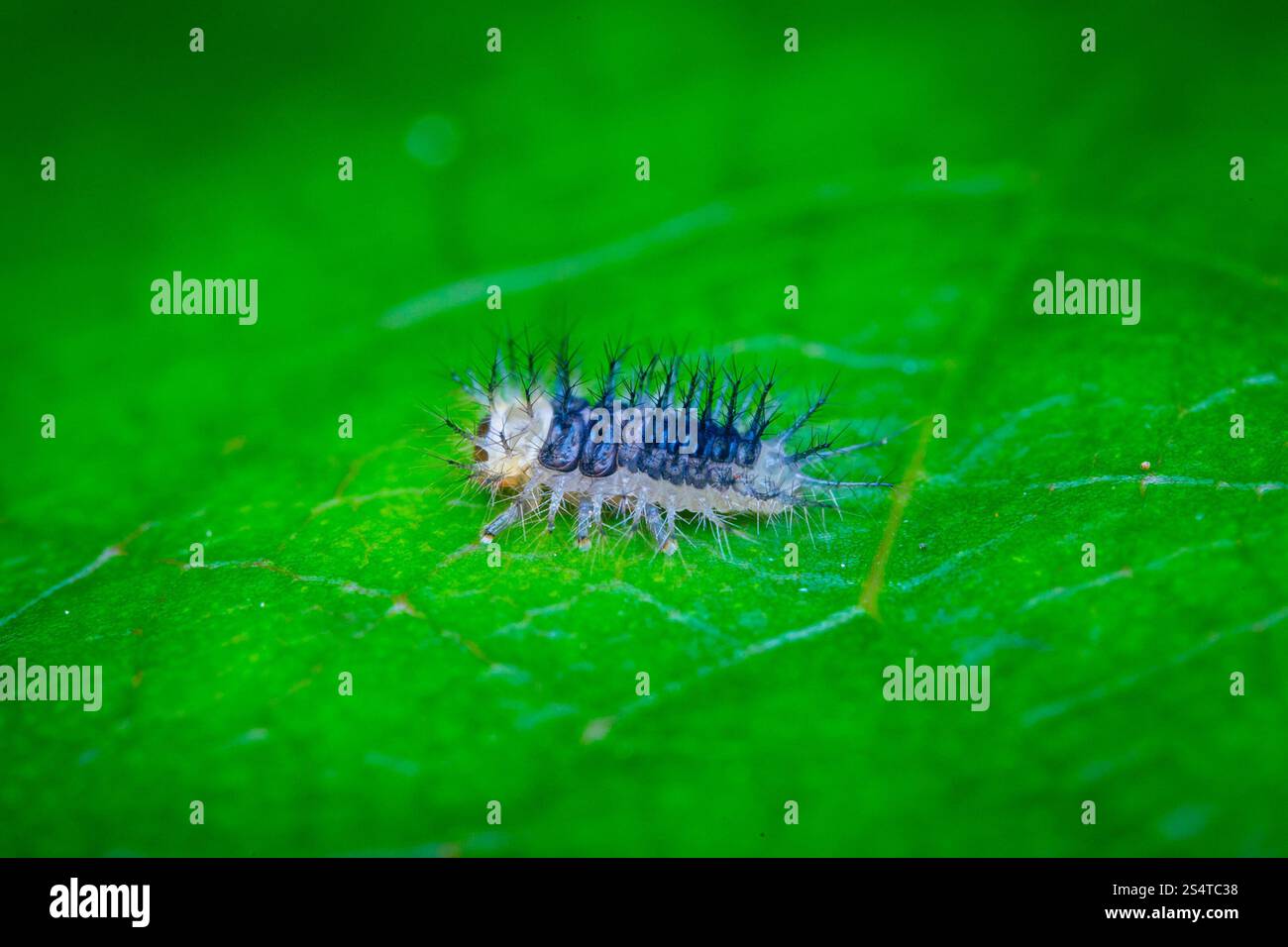 Steelblue Lady Beetle (Halmus chalybeus Stock Photo - Alamy
