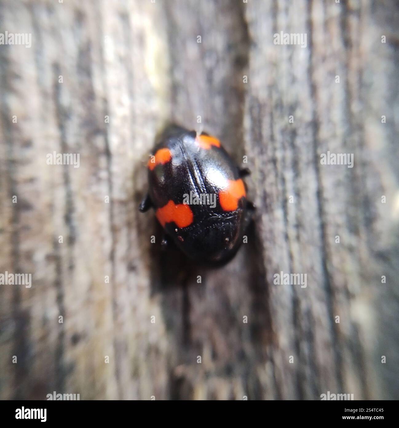 Orange-spotted Scaphidium (Scaphidium quadrimaculatum Stock Photo - Alamy