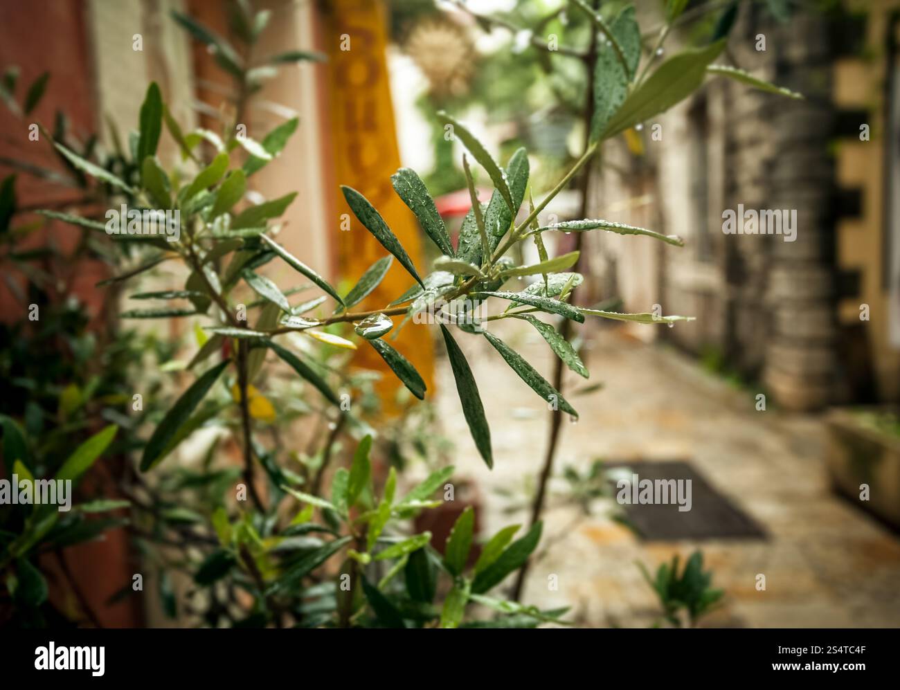 Closeup photo of olive tree growing on old greek street at rainy ...