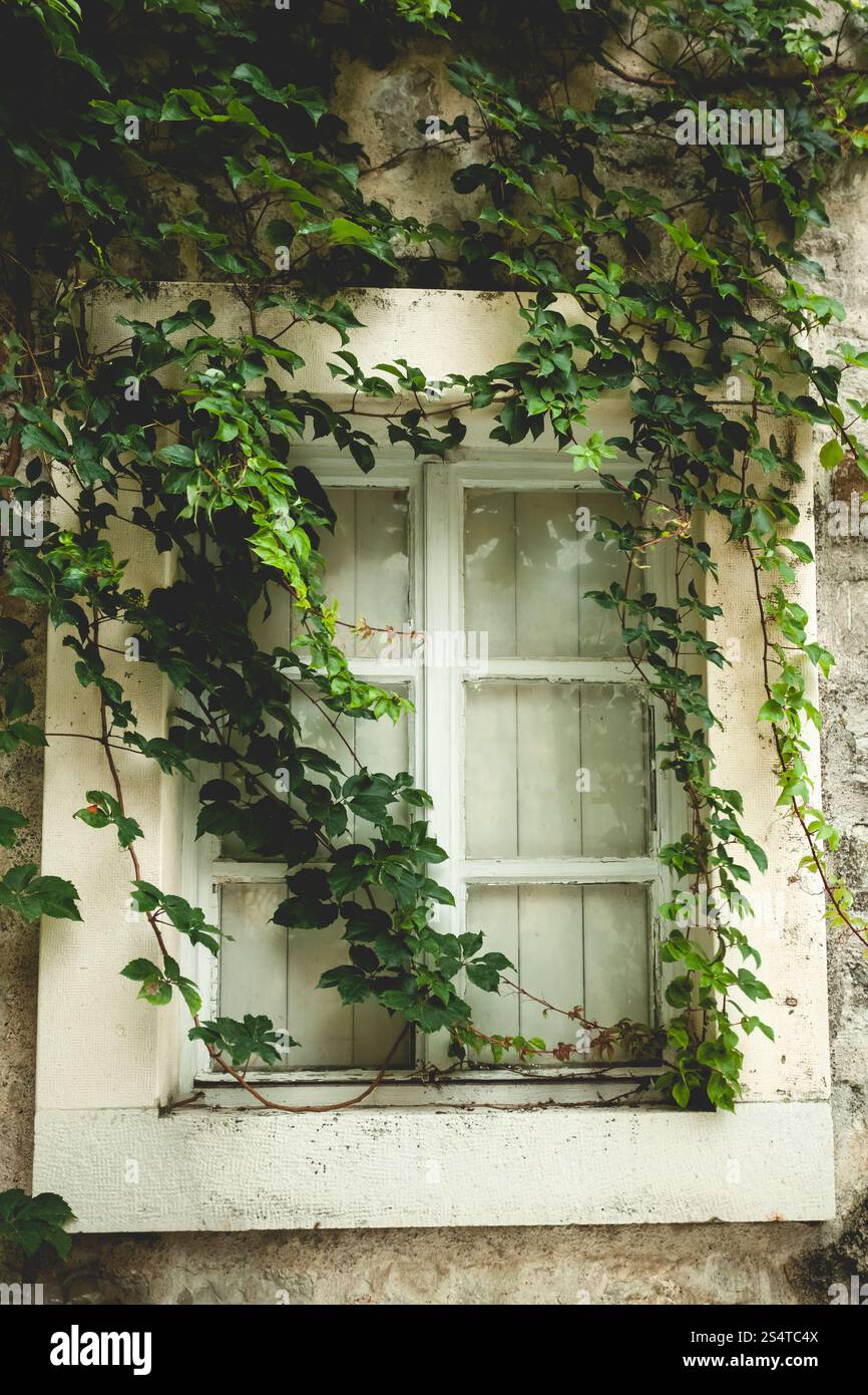 Beautiful old window overgrown with green ivy Stock Photo - Alamy