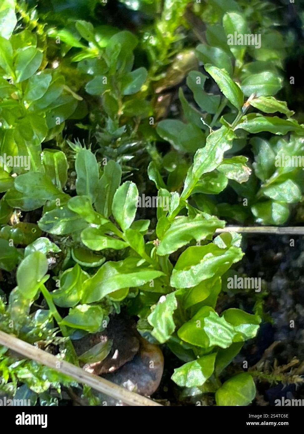 Palm-tree Moss (Plagiomnium undulatum Stock Photo - Alamy