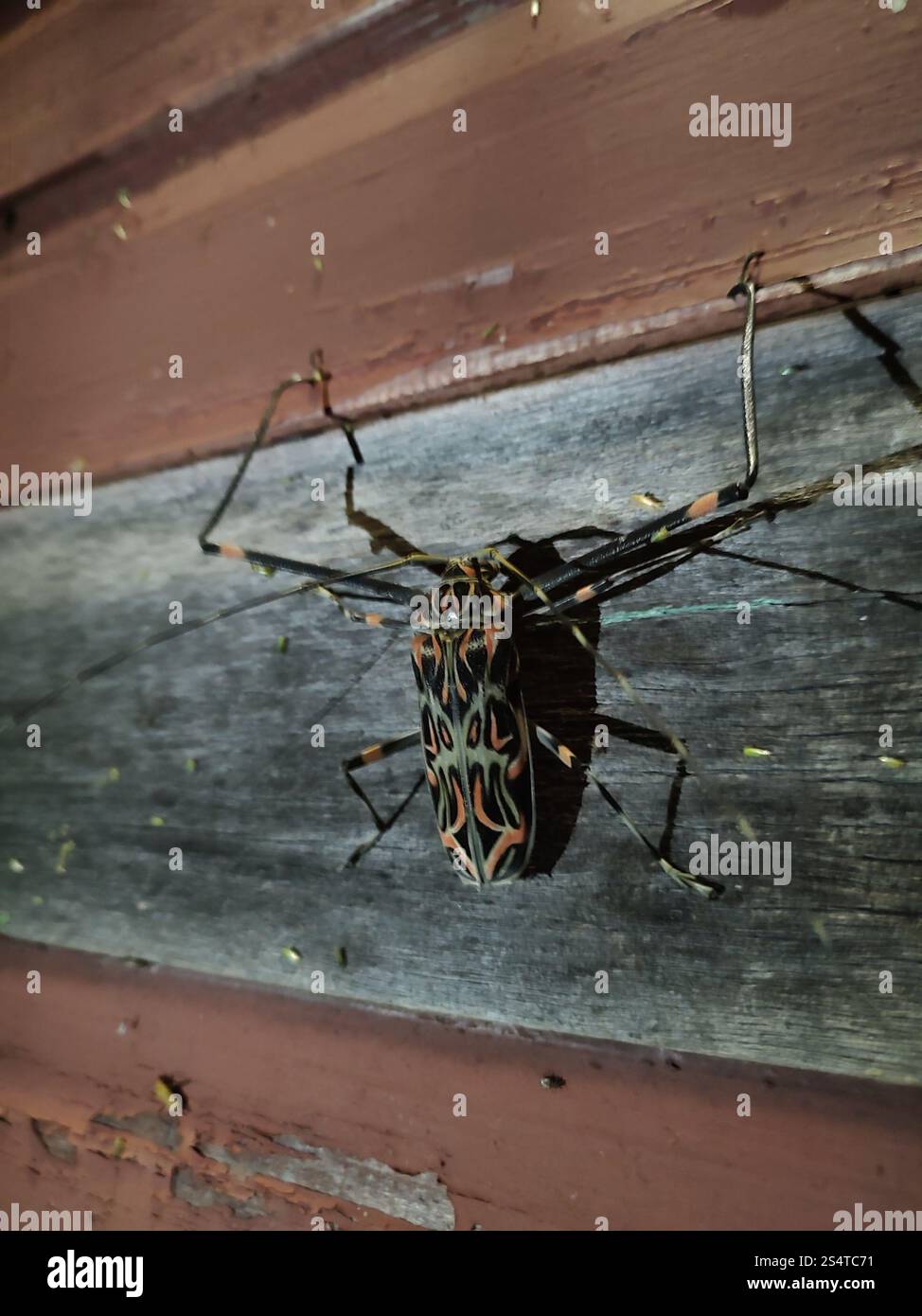 Harlequin Beetle (Acrocinus longimanus Stock Photo - Alamy