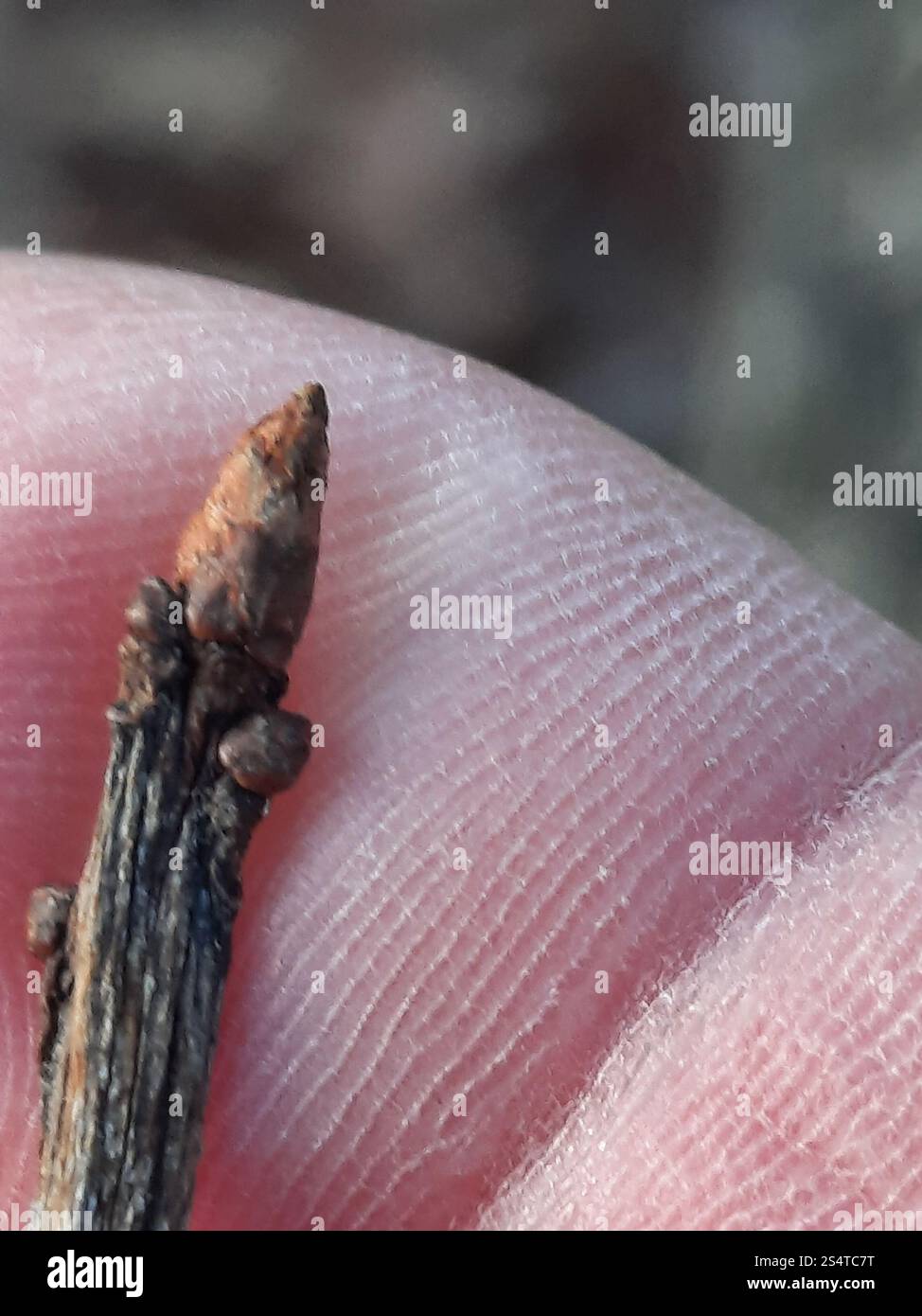 northern red oak (Quercus rubra Stock Photo - Alamy