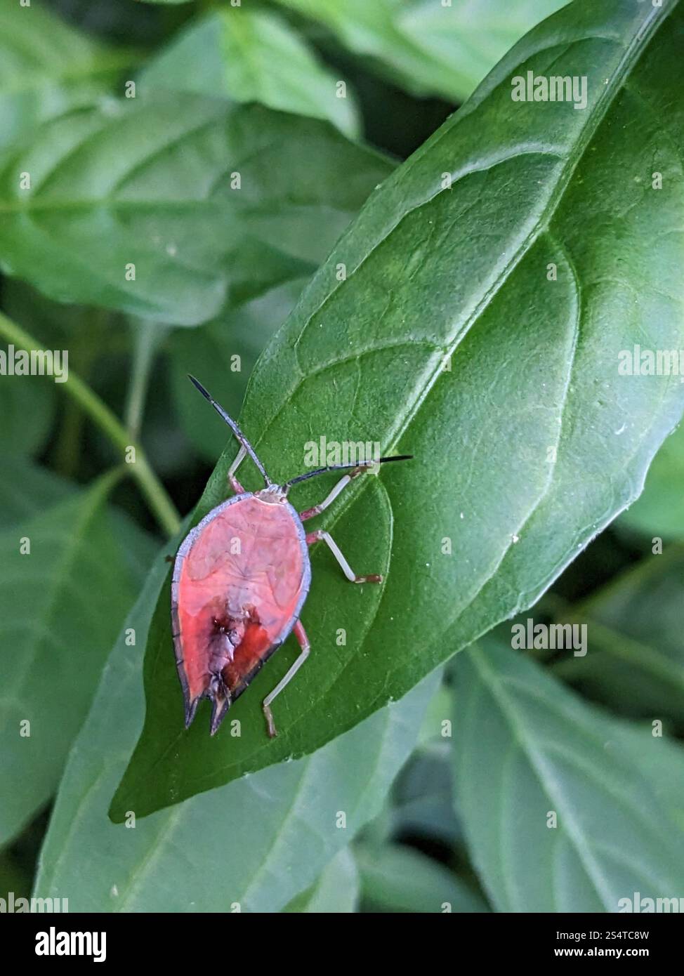 Lychee Stink Bug (Lyramorpha rosea Stock Photo - Alamy
