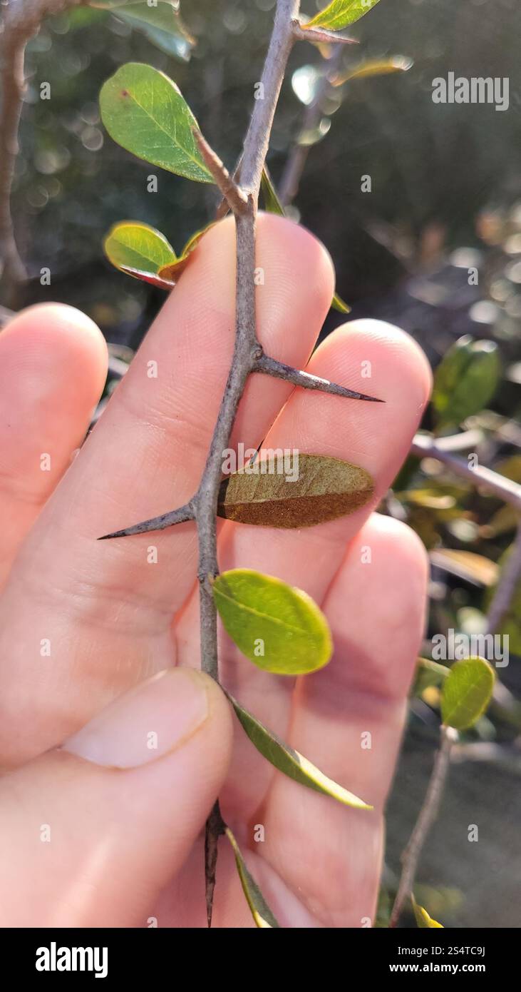 bully trees (Sideroxylon Stock Photo - Alamy