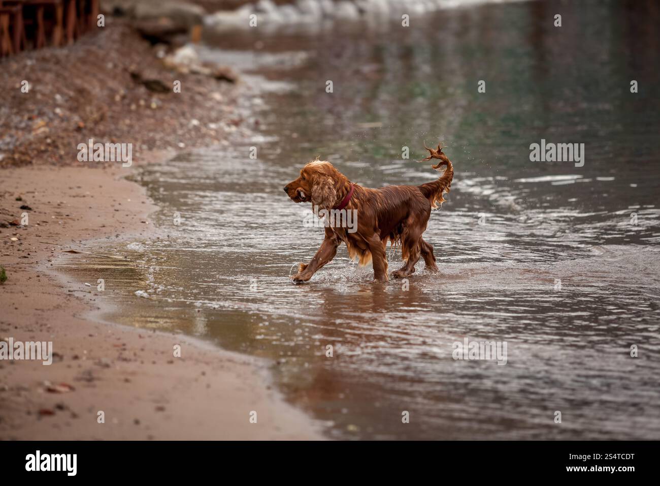 Beautiful brown cocker spaniel playing with stick on sand beach Stock ...
