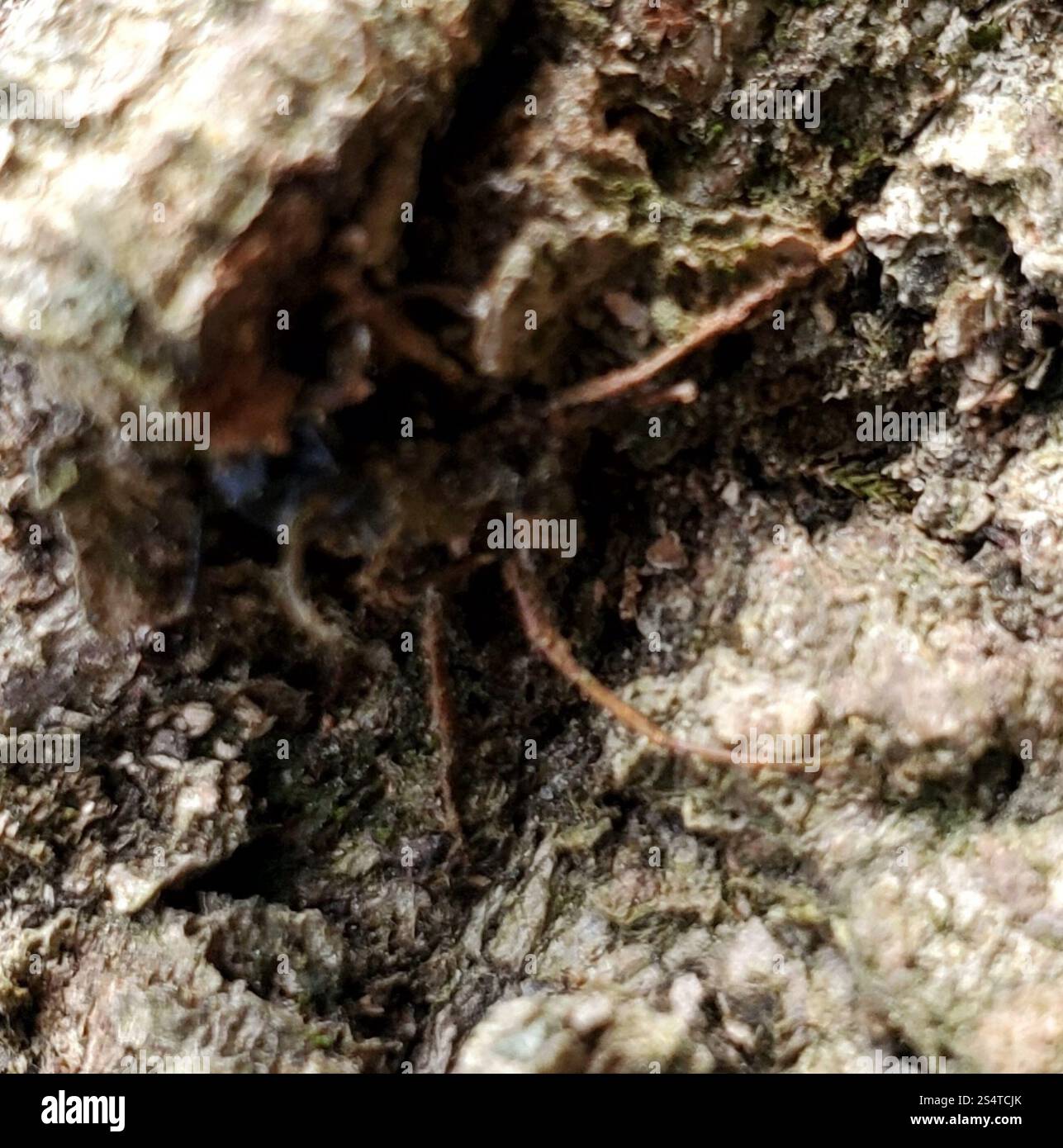 Zombie ant hi-res stock photography and images - Alamy