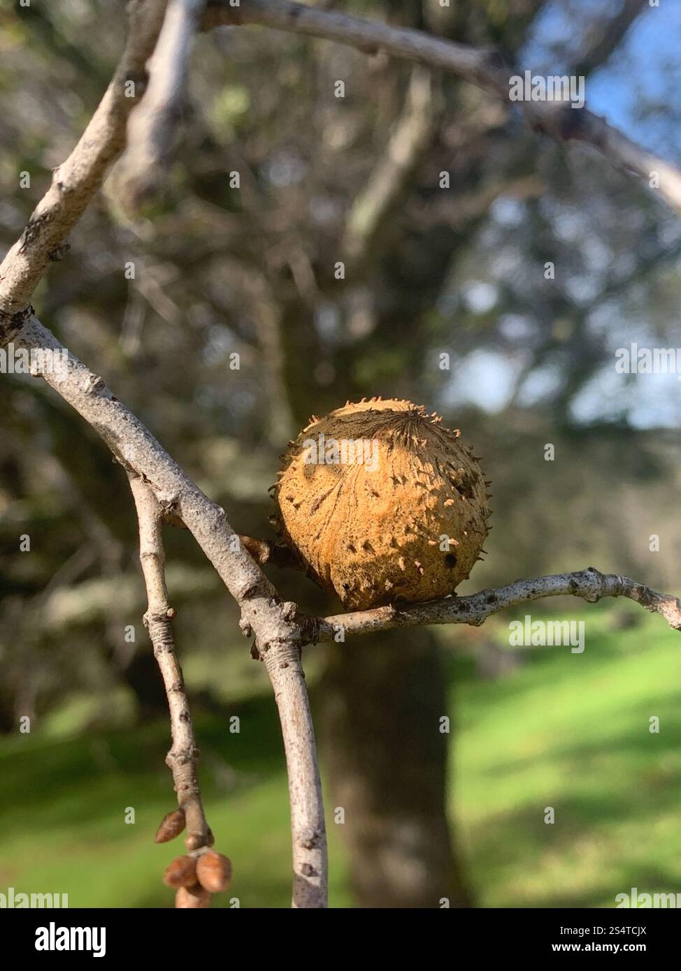 Live Oak Apple Gall Wasp (Amphibolips quercuspomiformis Stock Photo - Alamy