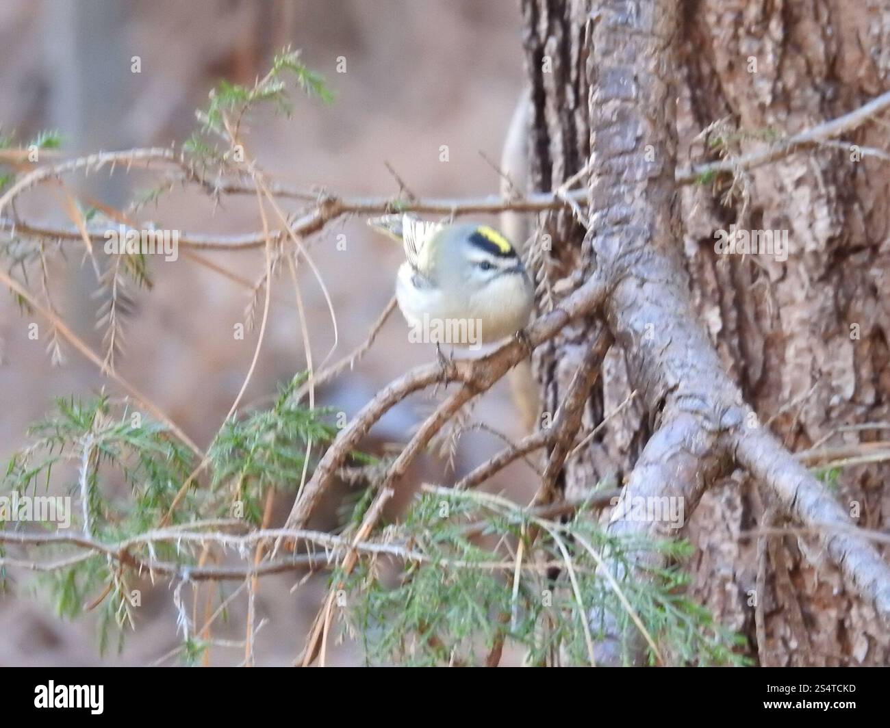 Golden-crowned Kinglet (Regulus satrapa Stock Photo - Alamy