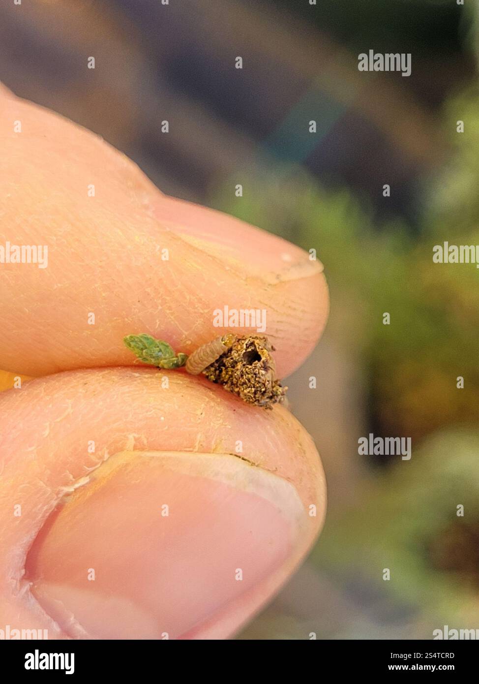Butterflies and Moths (Lepidoptera Stock Photo - Alamy