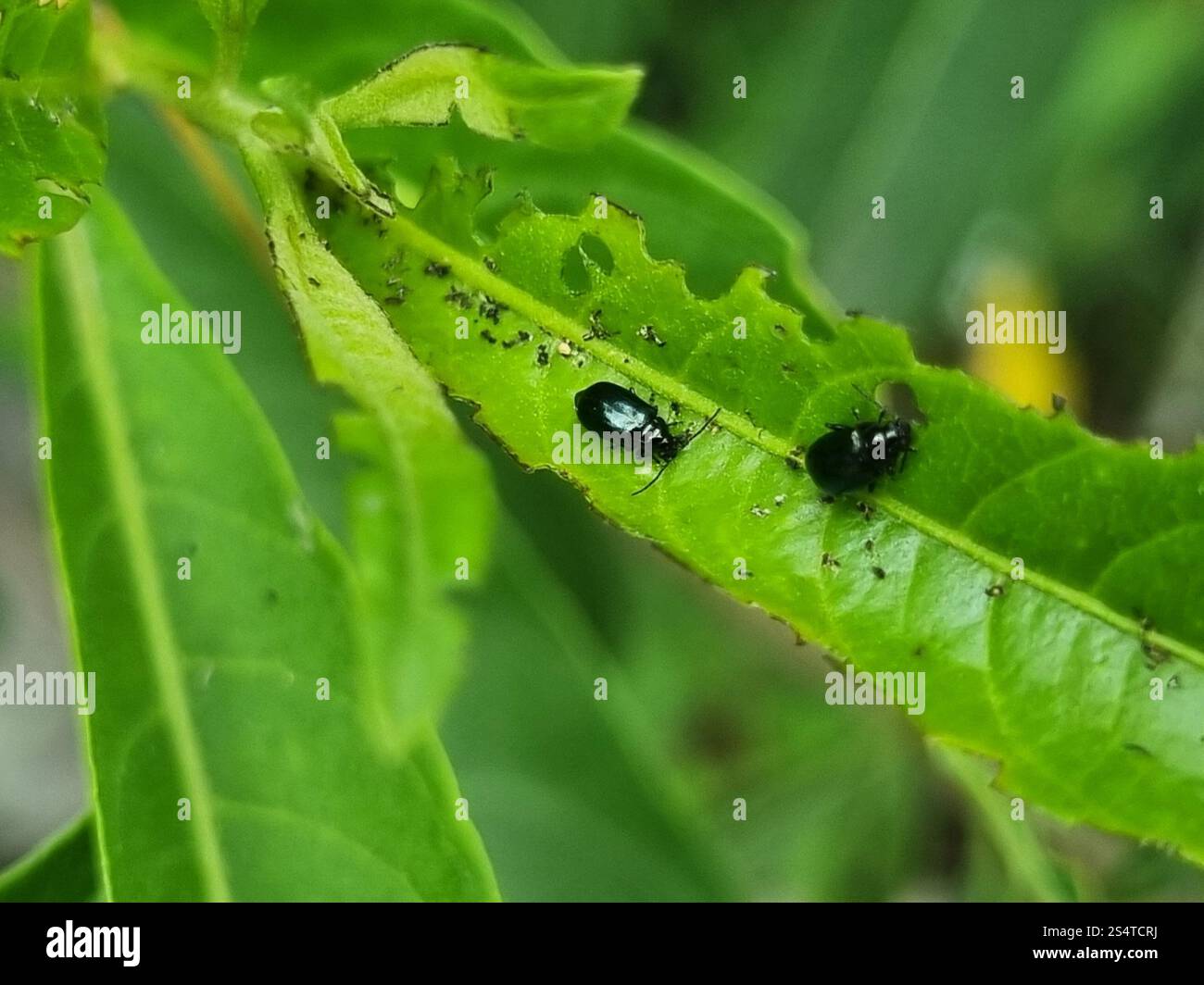 Flea Beetles (Alticini Stock Photo - Alamy