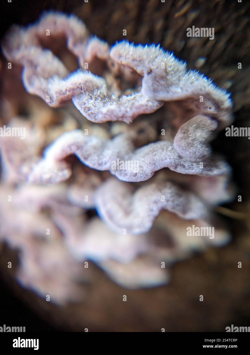 Silverleaf Fungus (Chondrostereum purpureum Stock Photo - Alamy