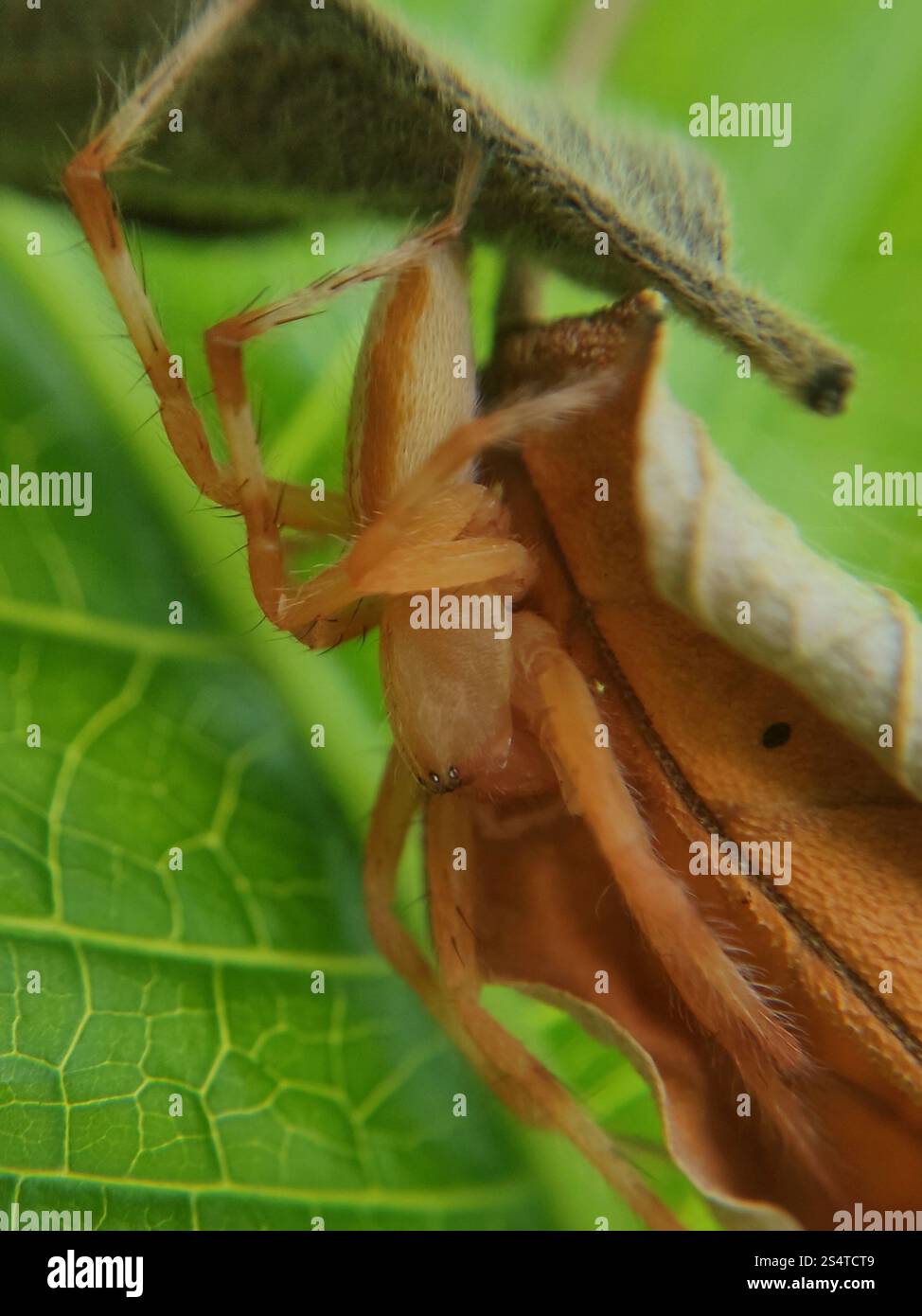 Ghost Spiders (Anyphaenidae Stock Photo - Alamy