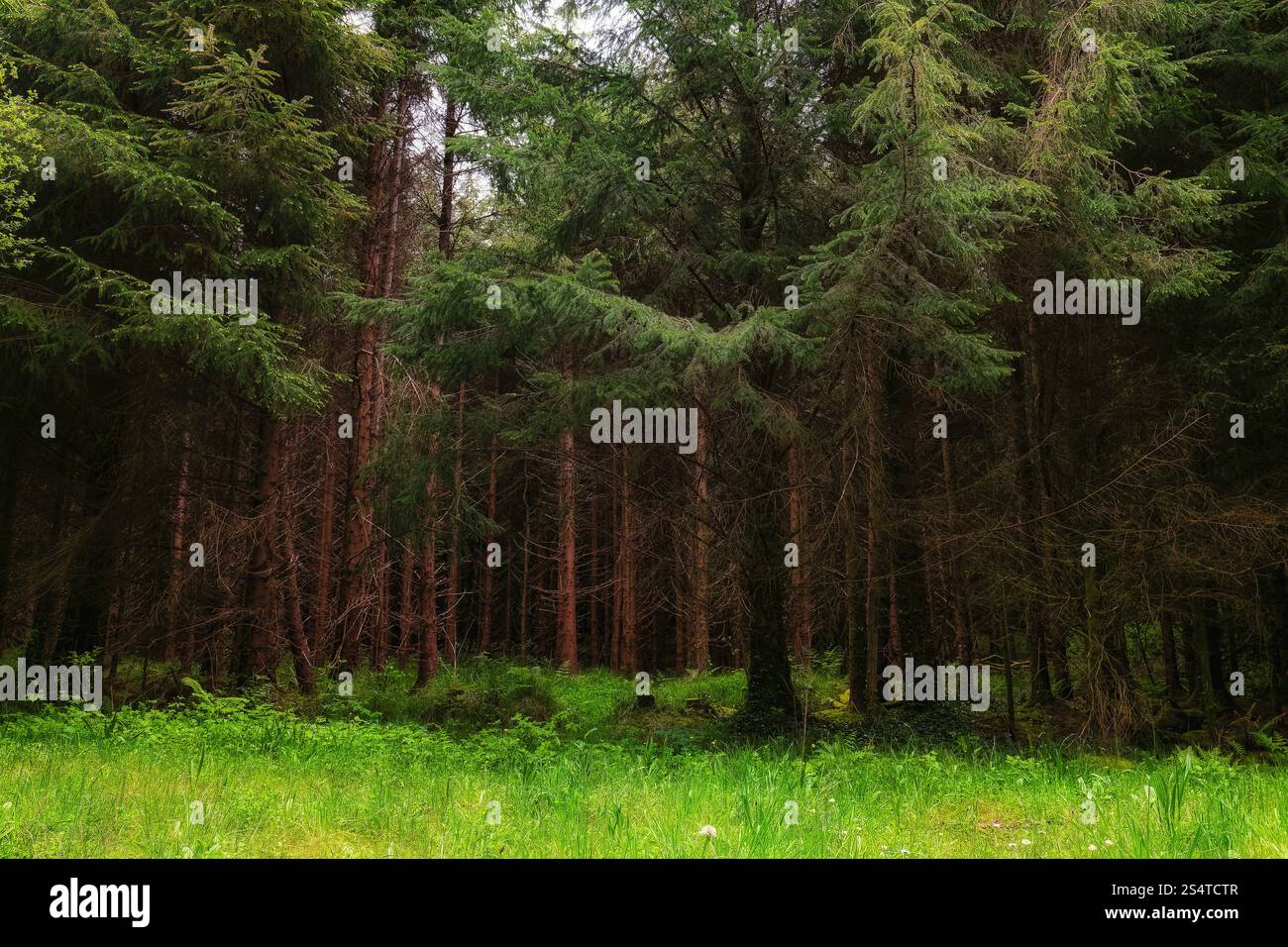 A lush green forest filled with tall evergreen trees, rich undergrowth, and soft lighting ...