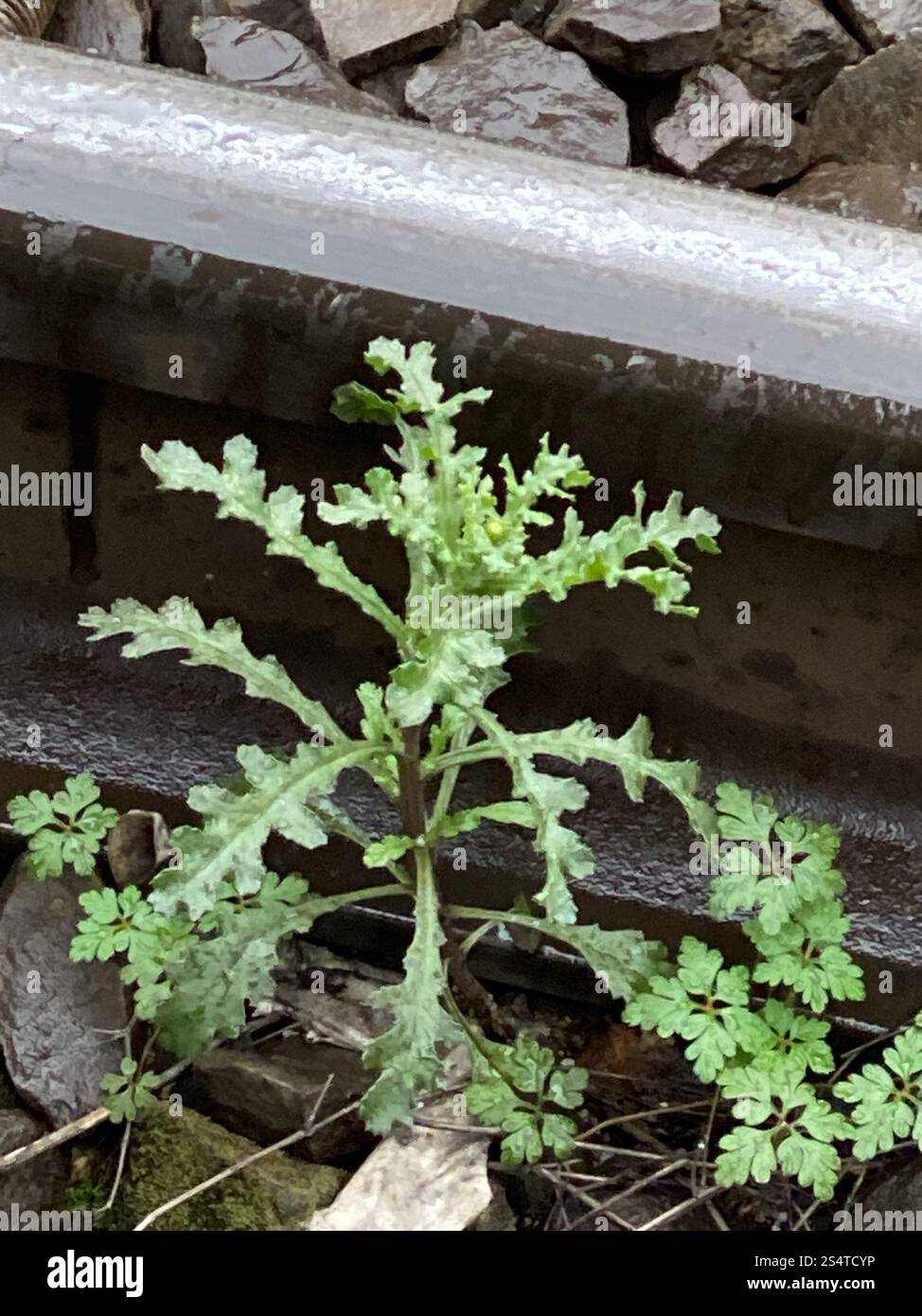 common groundsel (Senecio vulgaris Stock Photo - Alamy