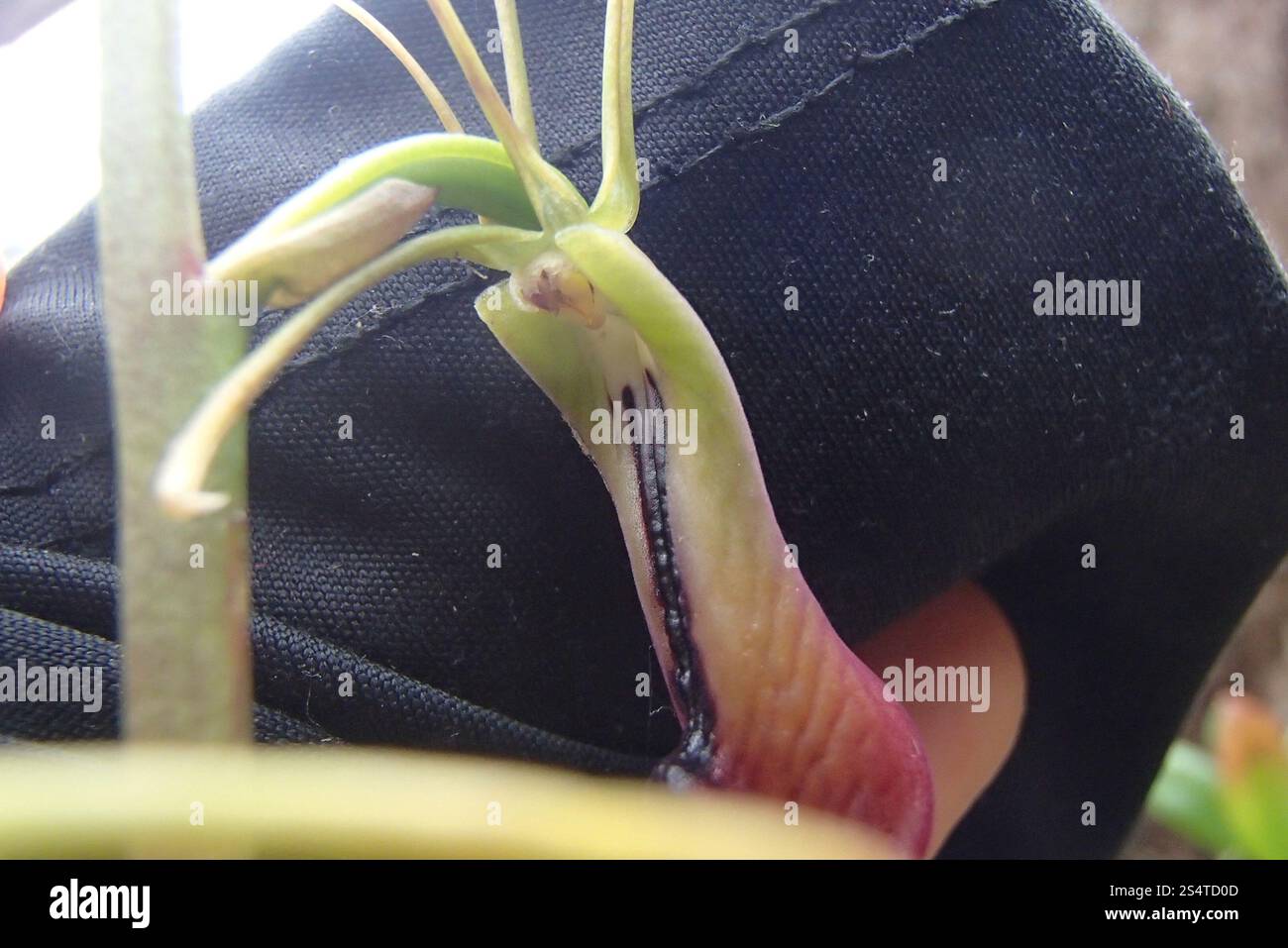 Large Tongue Orchid (Cryptostylis subulata Stock Photo - Alamy