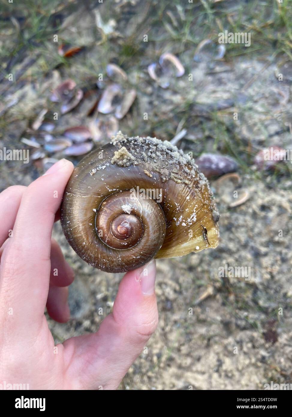 Island Apple Snail (Pomacea maculata Stock Photo - Alamy