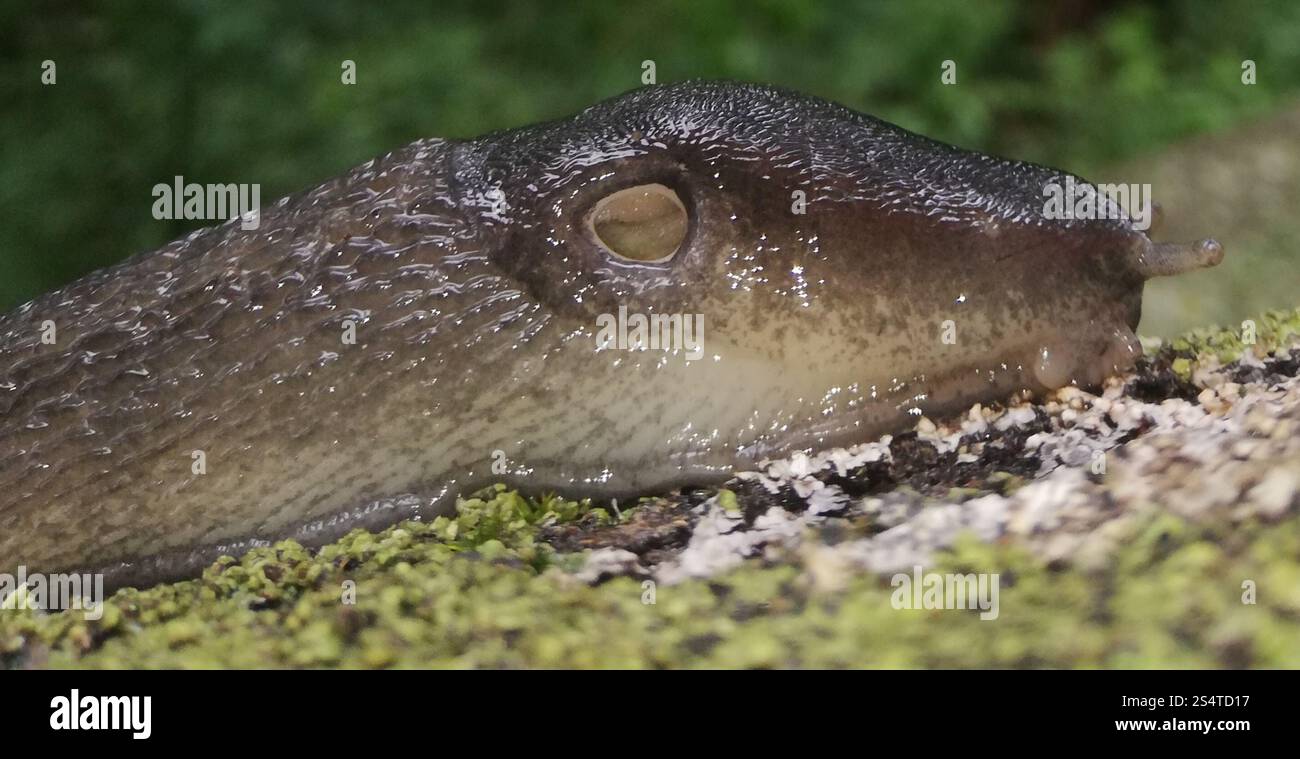 Ash-black Slug (Limax cinereoniger Stock Photo - Alamy