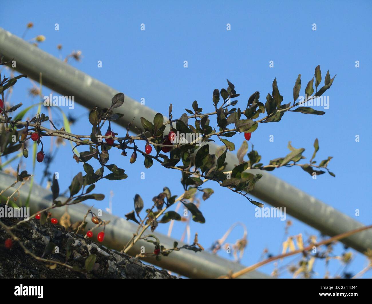 Chinese teaplant (Lycium chinense Stock Photo - Alamy