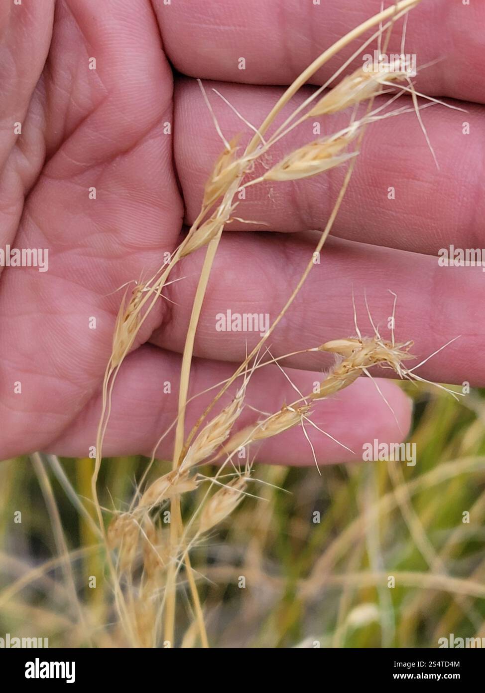 Narrow-leaved Snow Tussock (Chionochloa rigida Stock Photo - Alamy
