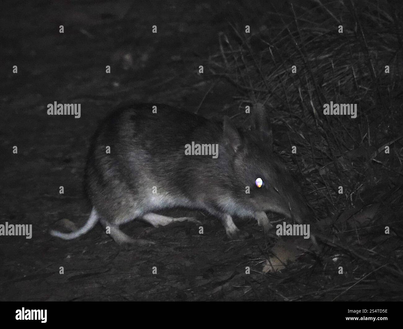 Eastern Barred Bandicoot (Perameles gunnii Stock Photo - Alamy