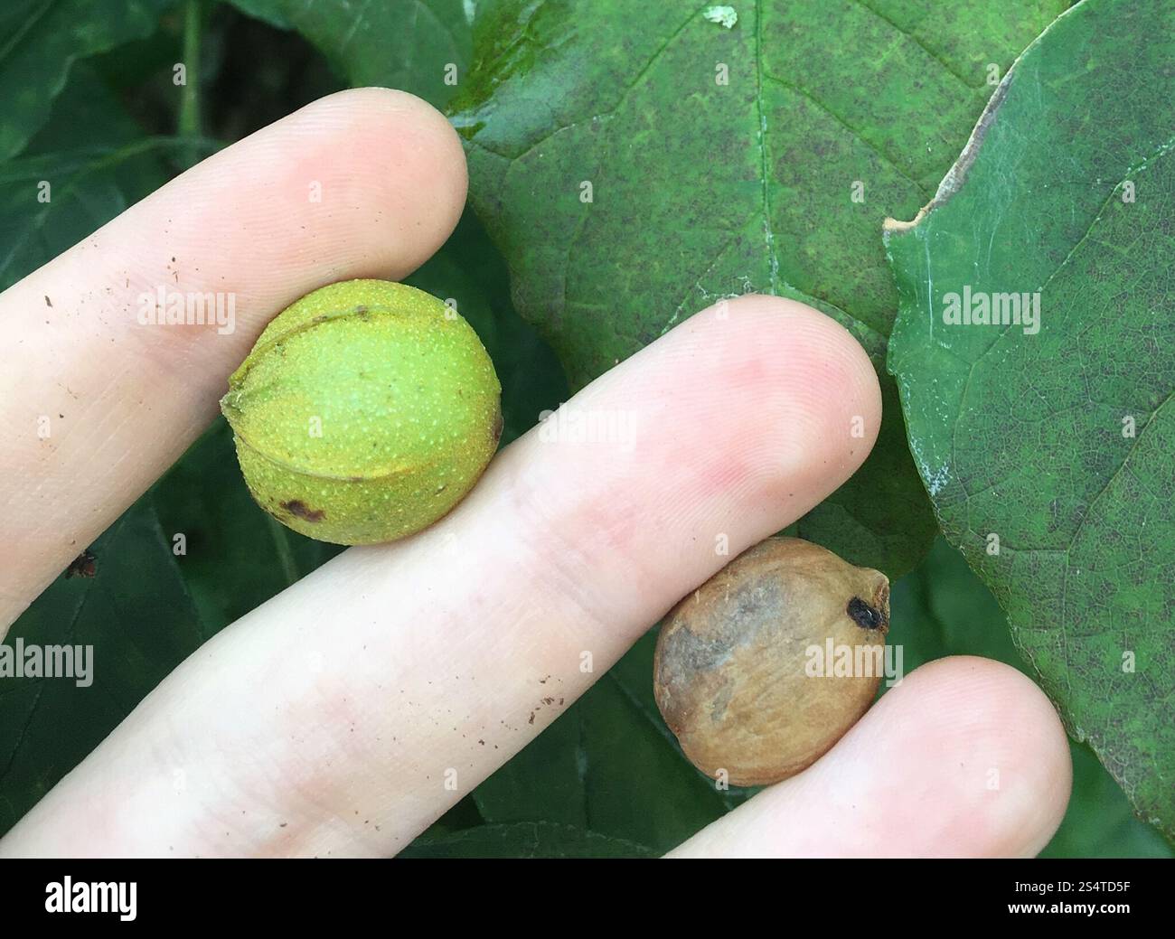 bitternut hickory (Carya cordiformis Stock Photo - Alamy