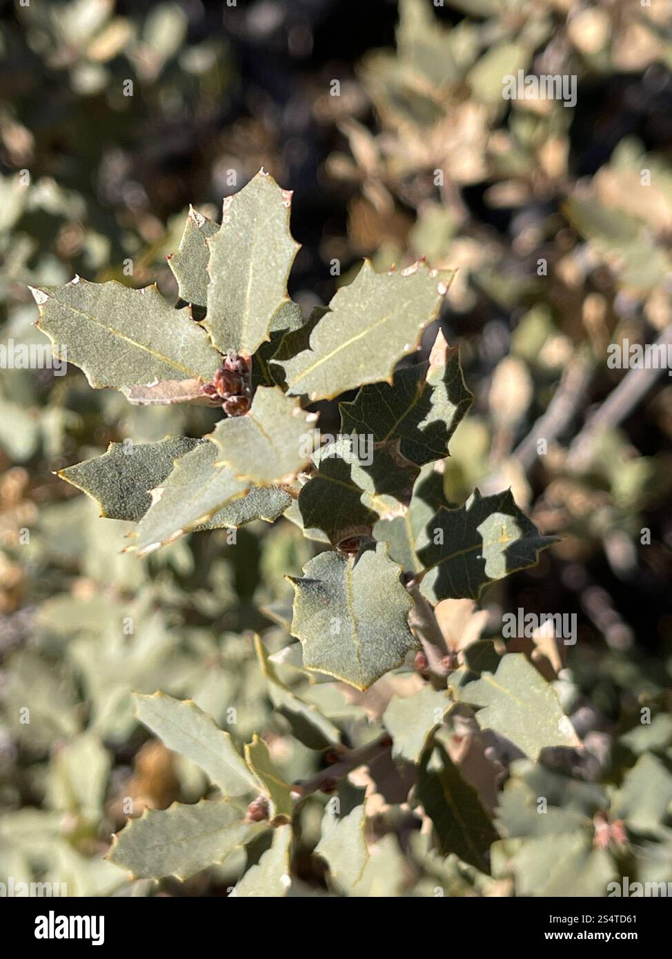 Sonoran scrub oak (Quercus turbinella Stock Photo - Alamy
