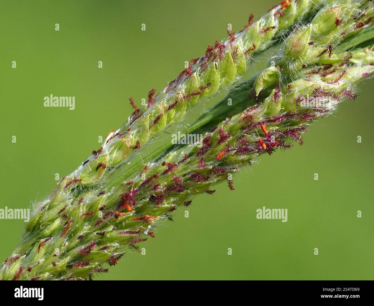 Vasey Grass (Paspalum urvillei Stock Photo - Alamy