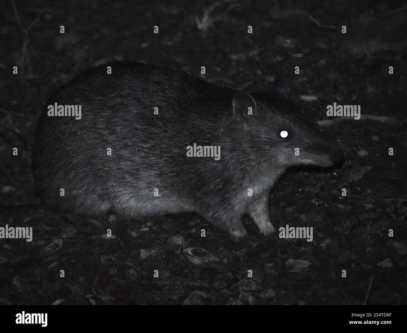 Southern Brown Bandicoot (Isoodon obesulus Stock Photo - Alamy